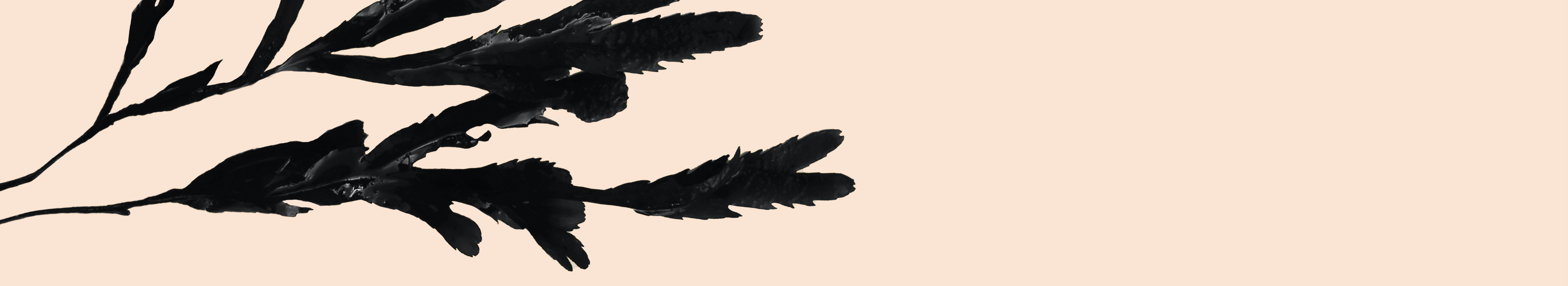 Brows – YENSA
